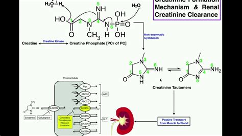 Creatine And Creatinine Chemical Structure Chart