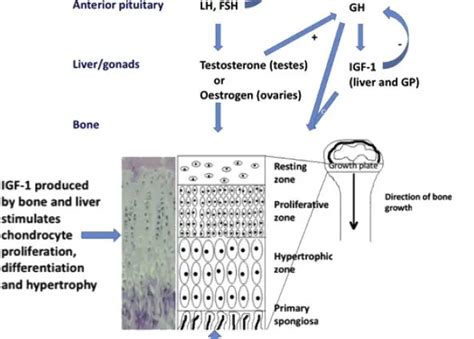 The Physiology Of Puberty Healthy Food Near Me