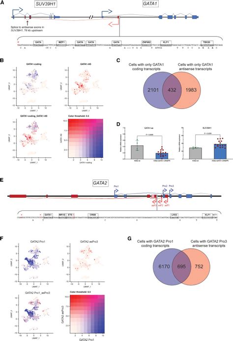 Abundant Binary Promoter Switches In Lineage Determining Transcription