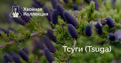 Купить саженцы Тсуги в хвойном питомнике в Москве