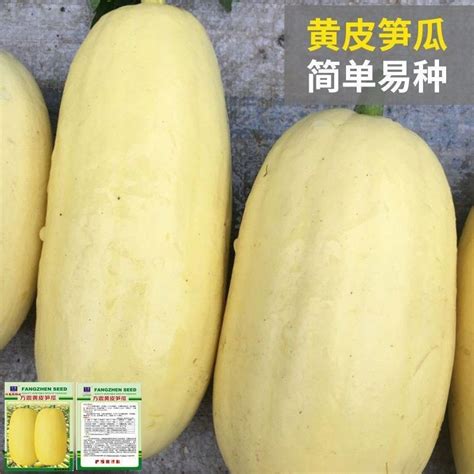 Biji Rebung Berkulit Kuning Biji Tembikai Bertanduk Biji Sesawi