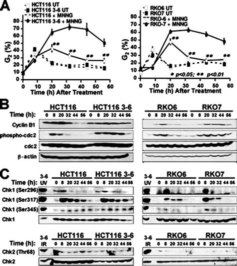 Enhanced G 2 Arrest In Synchronized Mmr Proficient Cells After Mnng