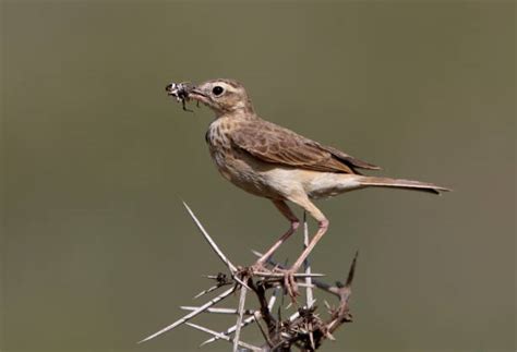 420 African Pipit Foto Stok Potret And Gambar Bebas Royalti Istock