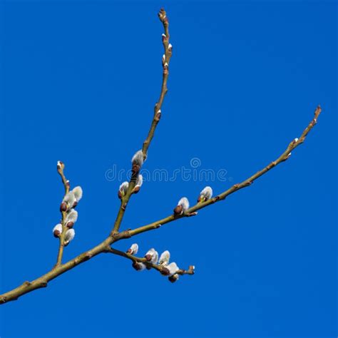 Spring Stock Image Image Of March Blossom Beginning 30900815
