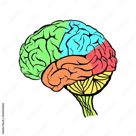 A Diagram Of The Human Brain Side View Anatomy Vector Illustration In