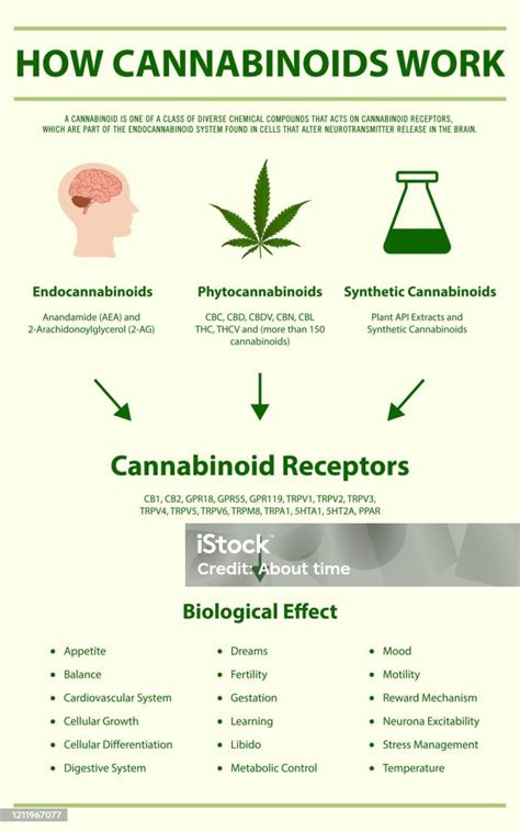 Ilustración De Cómo Funcionan Los Cannabinoides La Infografía Vertical