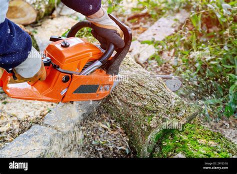 Man Cutting Tree Hi Res Stock Photography And Images Alamy