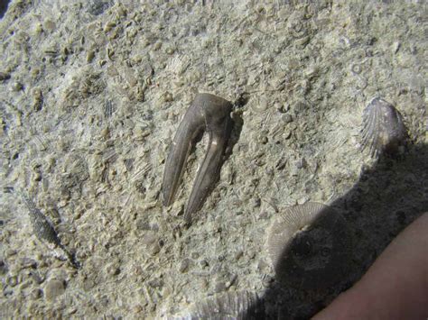 Views Of The Mahantango Hypodicranotus Striatulus Trilobite Hypostome