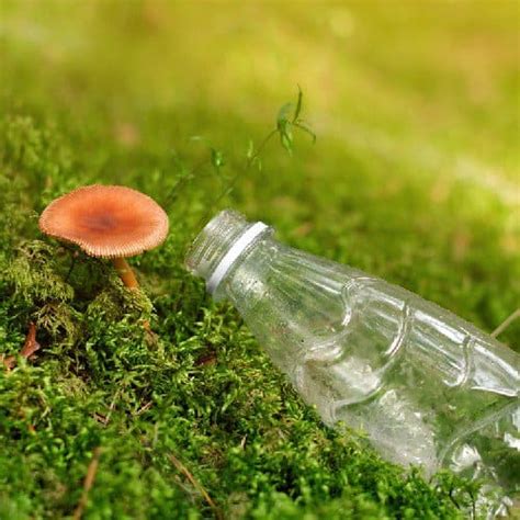 Mycoremediation With Mushrooms Real Mushrooms