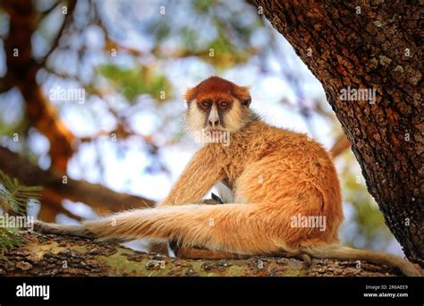 Patas Monkey Erythrocebus Patas Pyrrhonotus Murchison Falls National