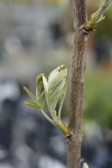 Sorb Tree Stock Image Image Of Service Tree Garden 260799925