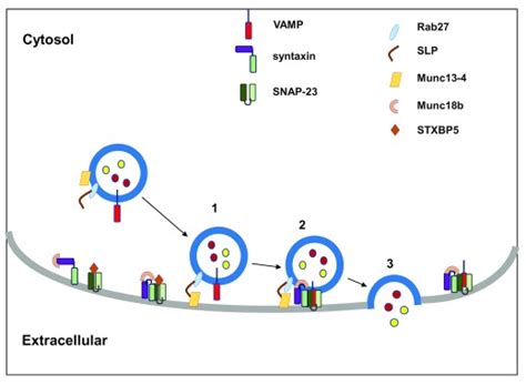 The Life Cycle Of Platelet Granules Abstract Europe Pmc