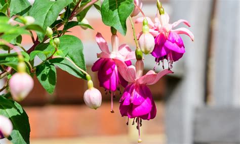 Up To 20 Off Garden Ready Upright Fuchsia Groupon