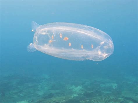 Giant Keesingia From Eastern Passage Houtman Abrolhos Wa Au On April 03 2022 At 06 30 Pm By