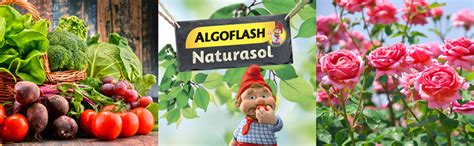 ALGOFLASH NATURASOL Engrais Hortensias Rhododendrons et Azalées