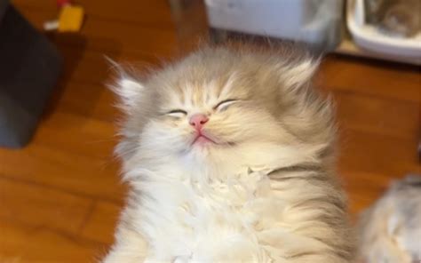 送一个玩累了的小朋友回床上睡午觉 邓峰萌萌摔肿了 邓峰萌萌摔肿了 哔哩哔哩视频