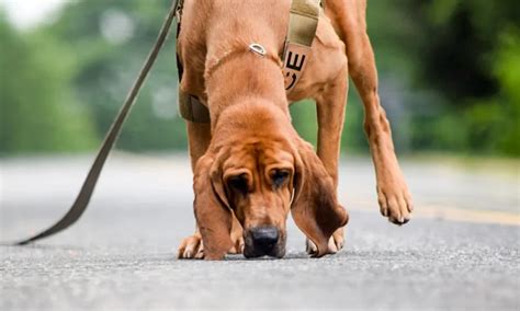 Tracking Dogs Tactical Police K9 Training