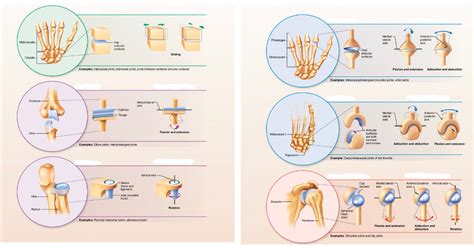 Joints Diagram Quizlet