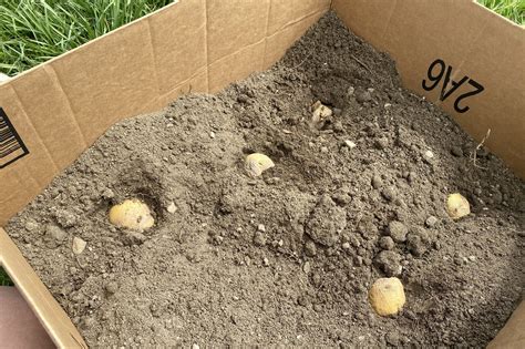 Growing Potatoes In Cardboard Boxes With Pictures The Cottage Vegetable