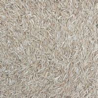 Organic Grass Seed Ireland - Perun Festulolium Seed