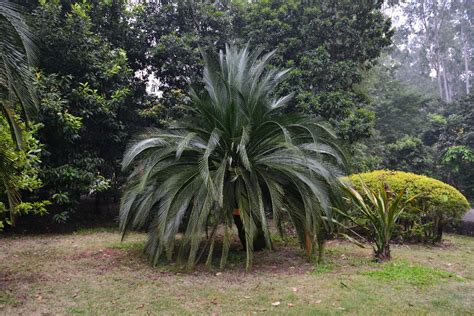 How To Plant And Grow Moores Cycad Macrozamia Moorei