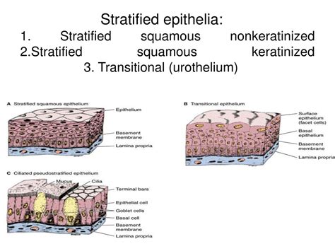 Ppt Introduction Into Sience About Epithelial Tissues Powerpoint