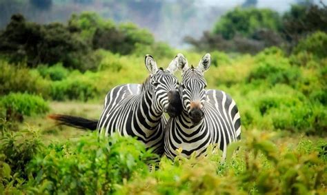 6 Ways We Can Better Protect Endangered Animals Earthava