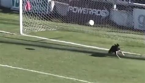 El Perro Que Evitó Un Gol En El Torneo Federal