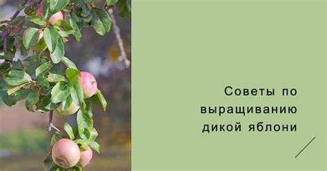 Как вырастить дикую яблоню Как сделать