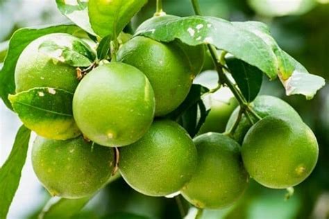 How To Fertilize Fruit Trees Urban Garden Gal