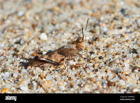 Blue Winged Grasshopper Slender Blue Winged Grasshopper Blue Winged