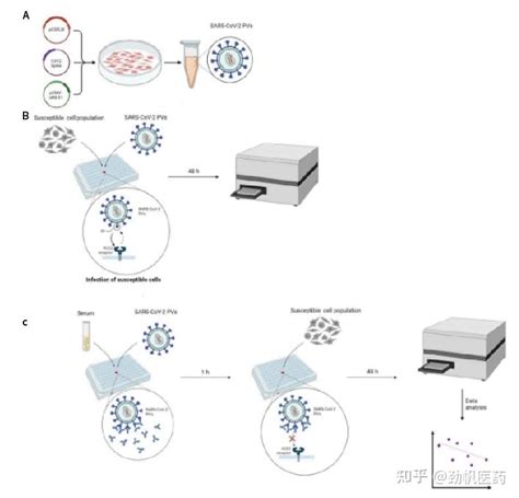 中和抗体类假病毒产品 知乎