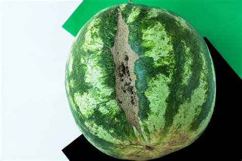 흉터 같은 구조의 못생긴 모양의 수박 흰색 배경에 스크래치 0명에 대한 스톡 사진 및 기타 이미지 0명 건강한 식생활