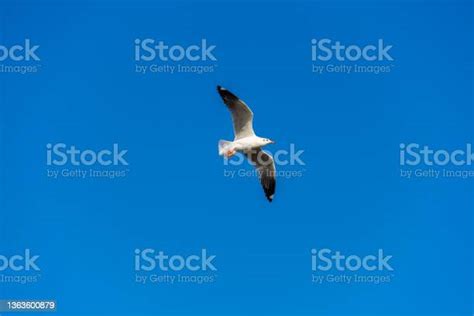 바다 야외 풍경 위에 푸른 하늘에서 자유를 비행 날개의 갈매기 순간 아름다운 액션 갈매기에 대한 스톡 사진 및 기타 이미지 갈매기 구름 글라이딩 Istock
