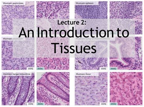 Introduction To Tissues Epithelial And Connective