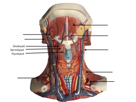 Nerve Plexus Flashcards Quizlet