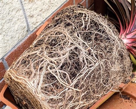 Potted Cordyline Plant Care Drainage And The Type Grown Is Key For