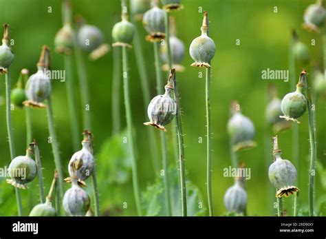 In A Neglected Area Of The Garden Immature Poppy Heads From Which