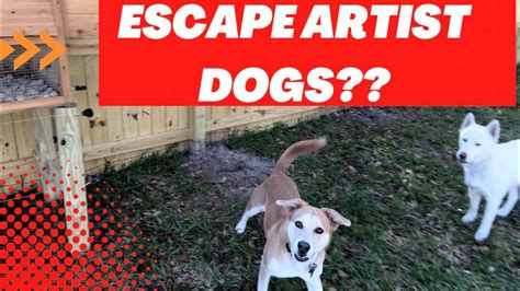 Cant Keep Your Dogs In Your Yard Or Away From Chickens Try This