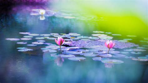 Buddhas Birthday 2023 Bing Wallpaper Download