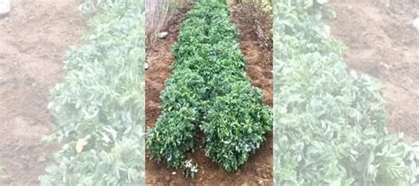 Саженцы шиповник (роза морщинистая) 30-50 см окс купить в Санкт ...