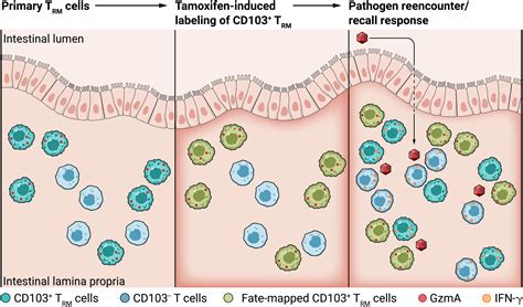 Gutsy Memory T Cells Stand Their Ground Against Pathogens Science