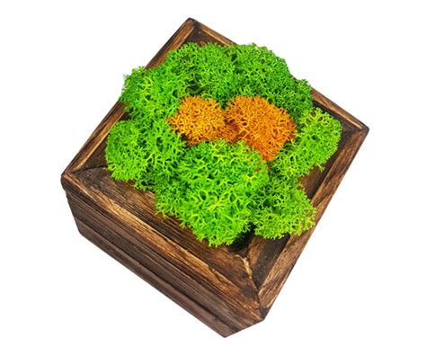 Кашпо со мхом Rozetka Купить недорого стабилизированный мох в кашпо цены 👌 отзывы продажа