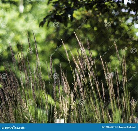 High Blades Of Grass On A Background Of Green Trees Stock Image Image