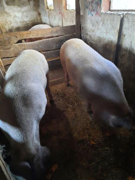 Svinja cca250 kg prodaja zamjena za ovce