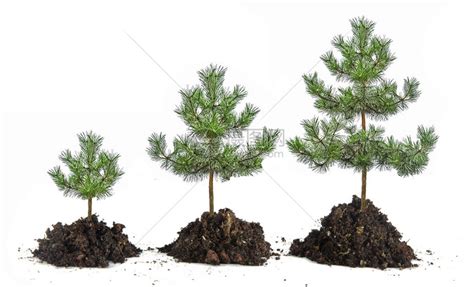 松树生长高清图片下载 正版图片503263661 摄图网