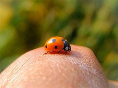 Page 9 Mimicry Images Free Download On Freepik