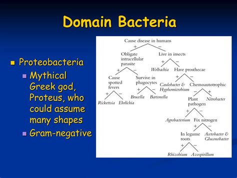 Ppt Microbial Classification Powerpoint Presentation Free Download