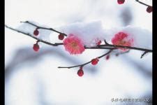雪的作文关于下雪的作文 可可情感网