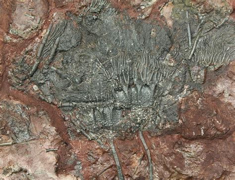 14 Silurian Fossil Crinoid Scyphocrinites Plate Morocco 118529